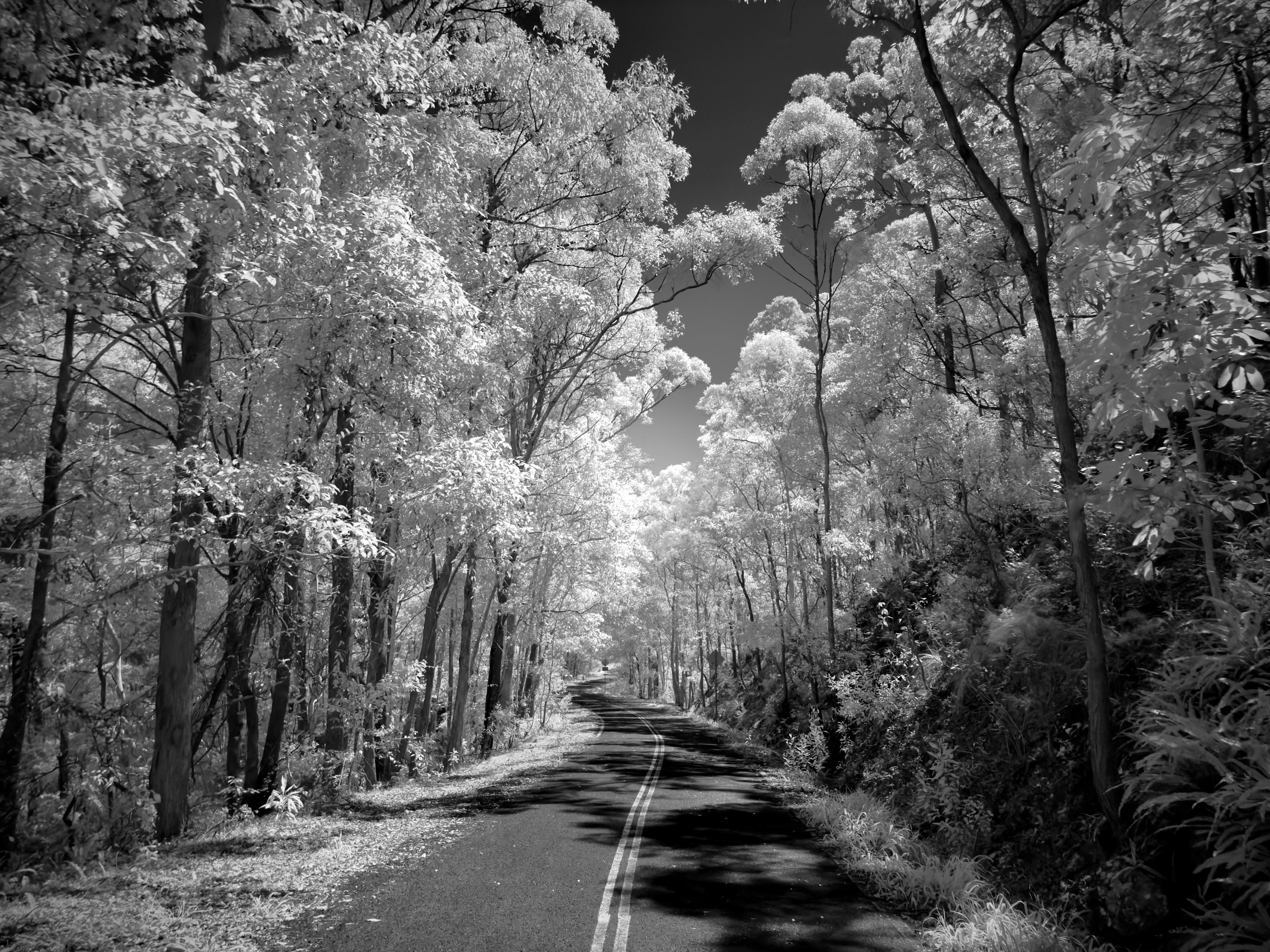 Here's how I shoot infrared photographs on my smartphone