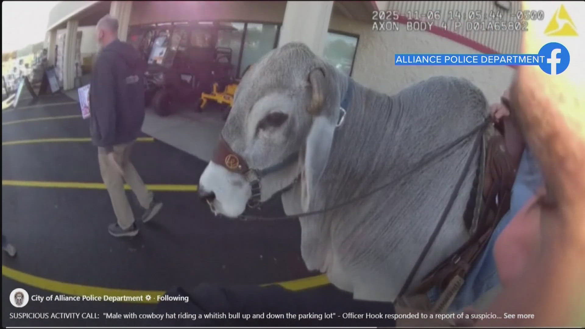 Man riding bull 'pulled over' in Ohio