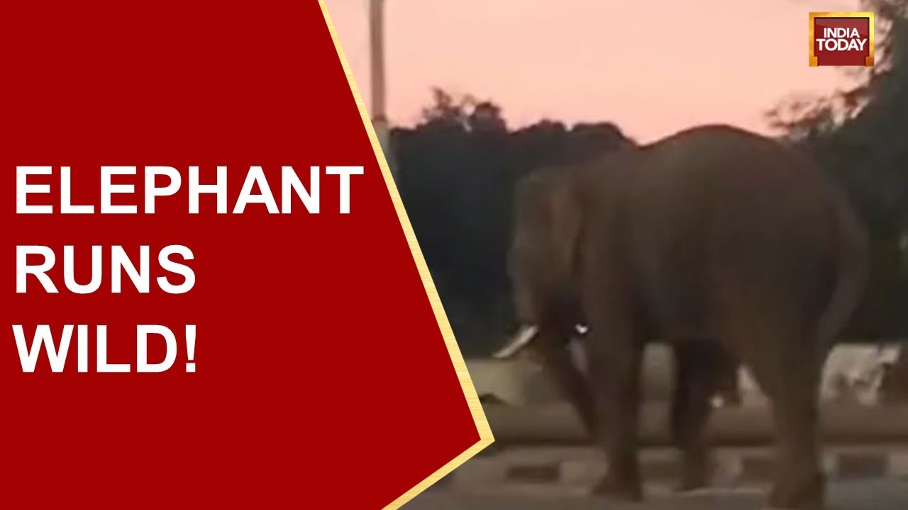 Terror In Karnataka Town As Elephant On Tiger-Hunt Mission Runs Amok