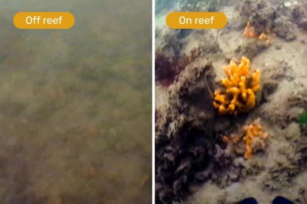 Restored river reef teeming with life just two years after being ...
