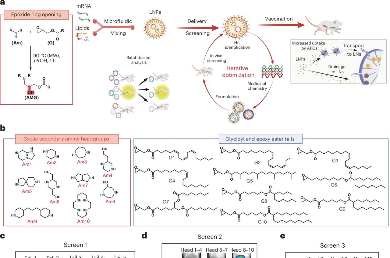 Nanoparticles that enhance mRNA delivery could reduce vaccine dosage ...