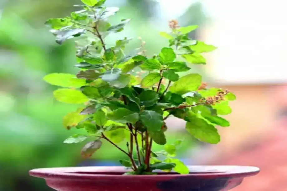 If the basil plant at home is drying up or is getting infested with insects, try these 5 methods