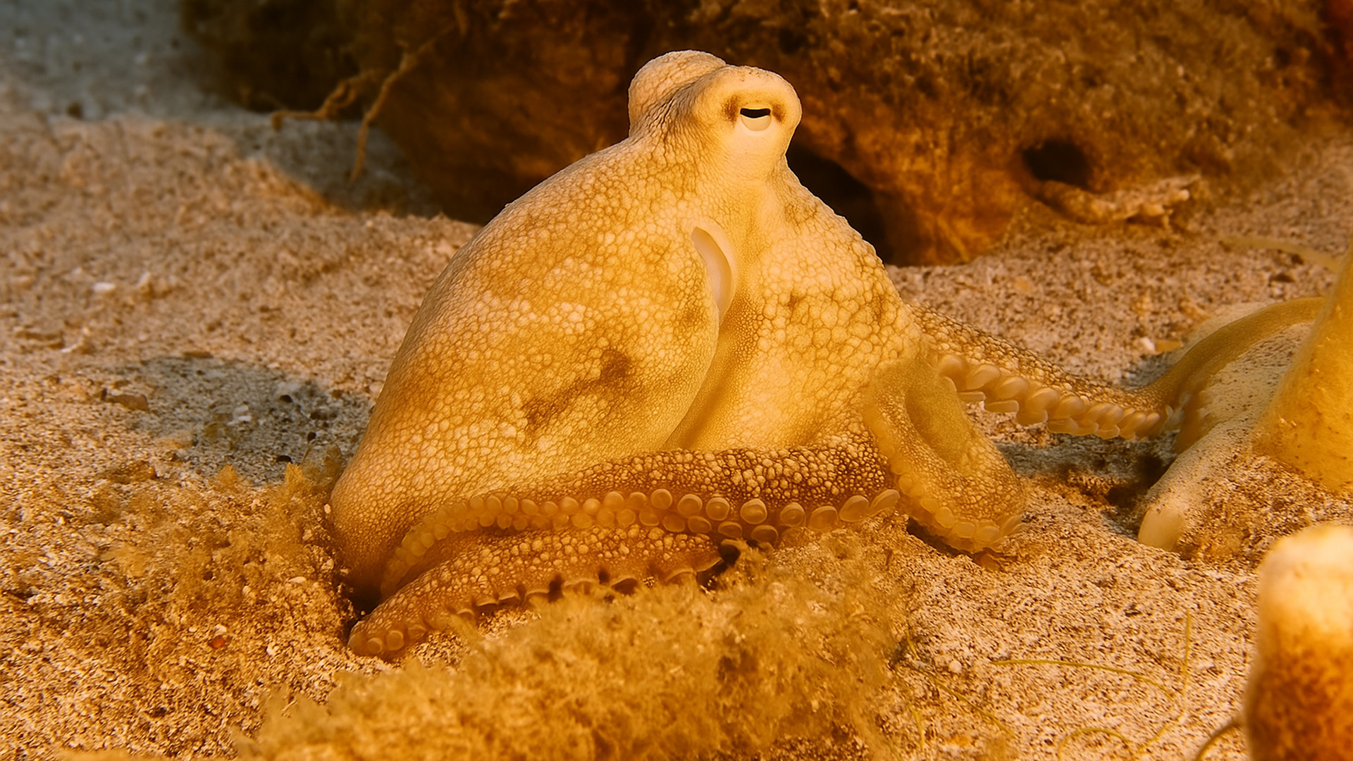 Where Do Octopuses Hide?
