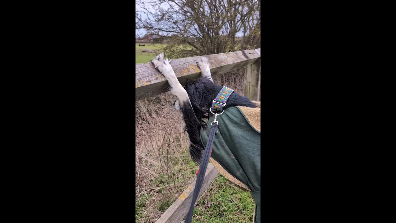 Pet dog watches horses during walks in Hull, Yorkshire, UK