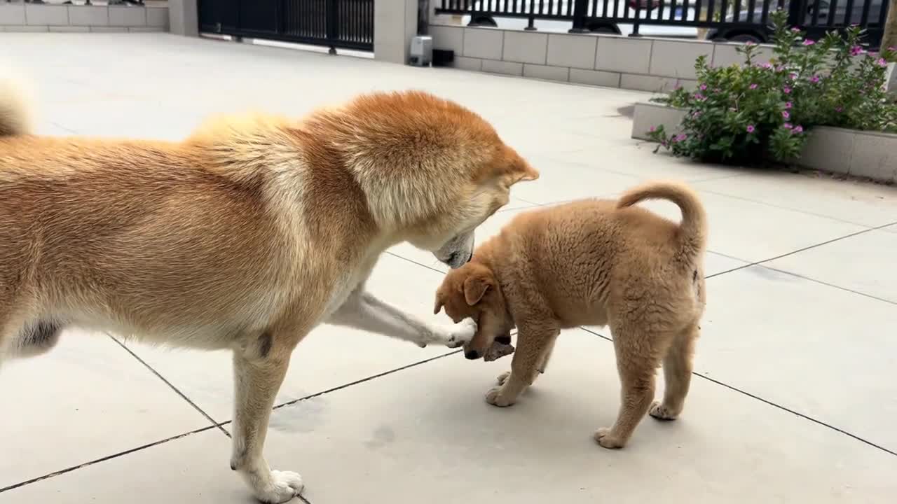 Puppy gets upset after the dog takes its bone in Jiangsu, China