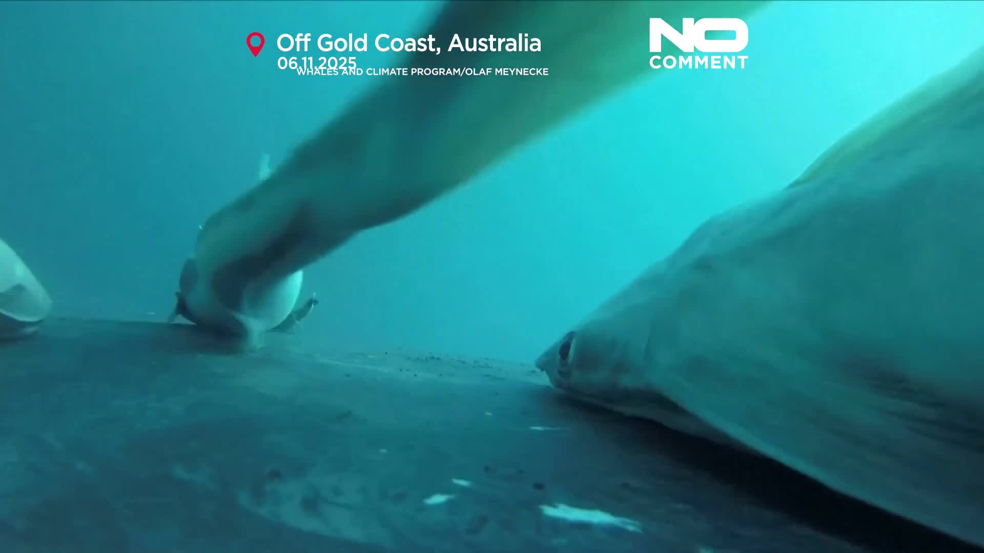 Rare footage shows remora fish whale-surfing on humpbacks off Australia