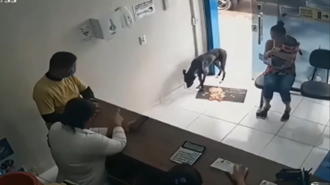 Injured Street Dog Walks Into A Vet Clinic; What Happened Next Leaves ...