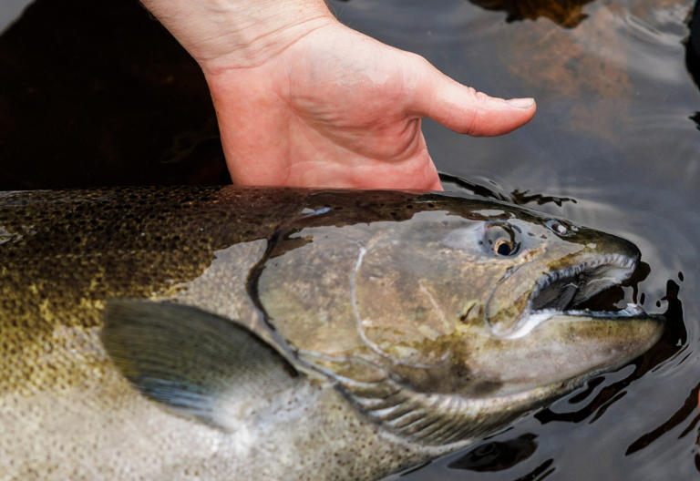 Salmon River fishing guide shares secrets of success at ‘world-class ...