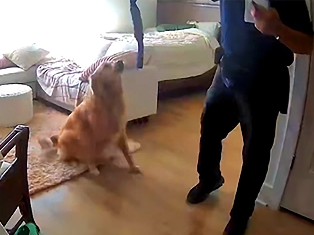 Golden Retriever plays with "intruder" and goes viral