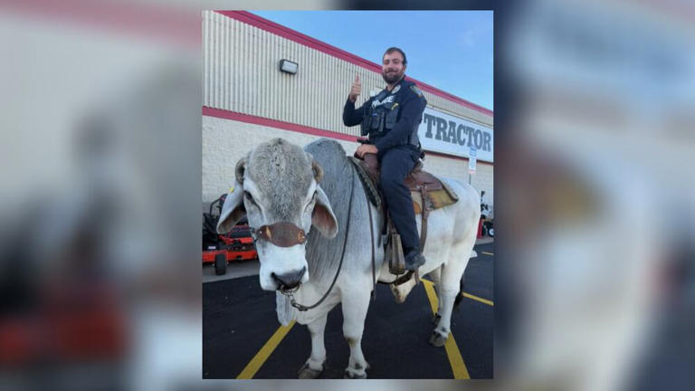 Police respond to ‘suspicious’ bull rider