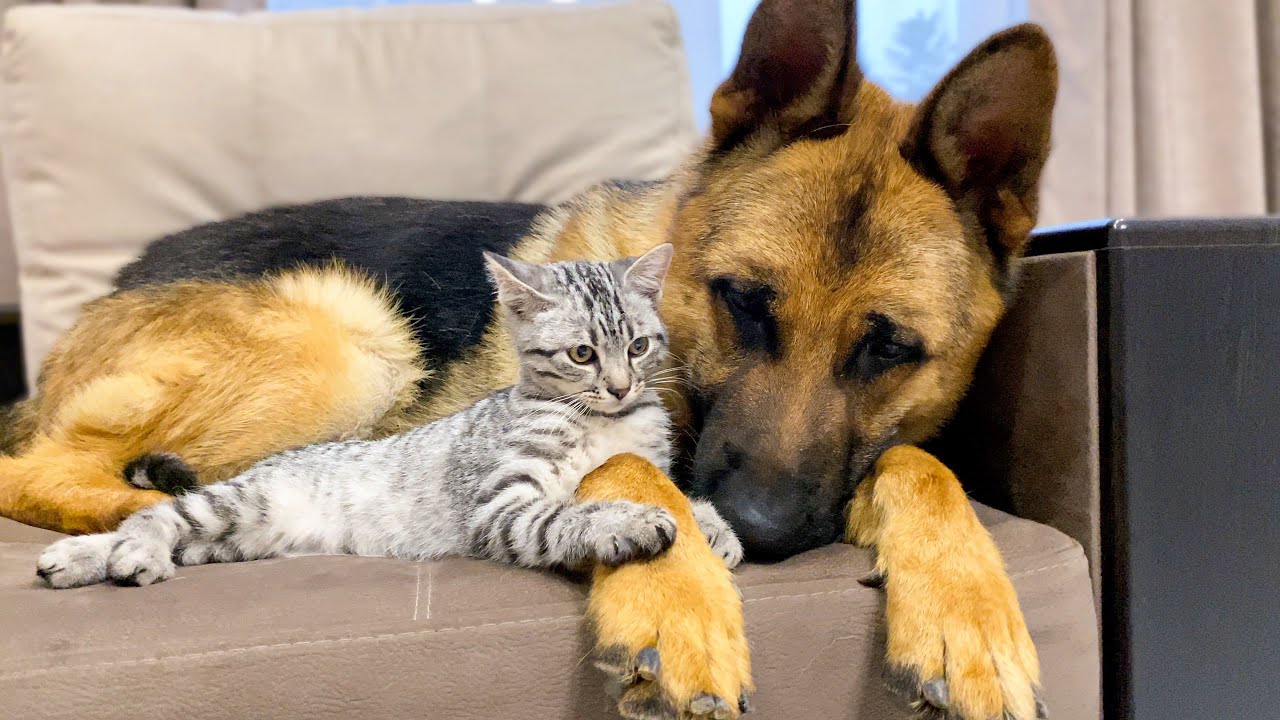 German Shepherd and Golden Retriever Care for Tiny Kitten