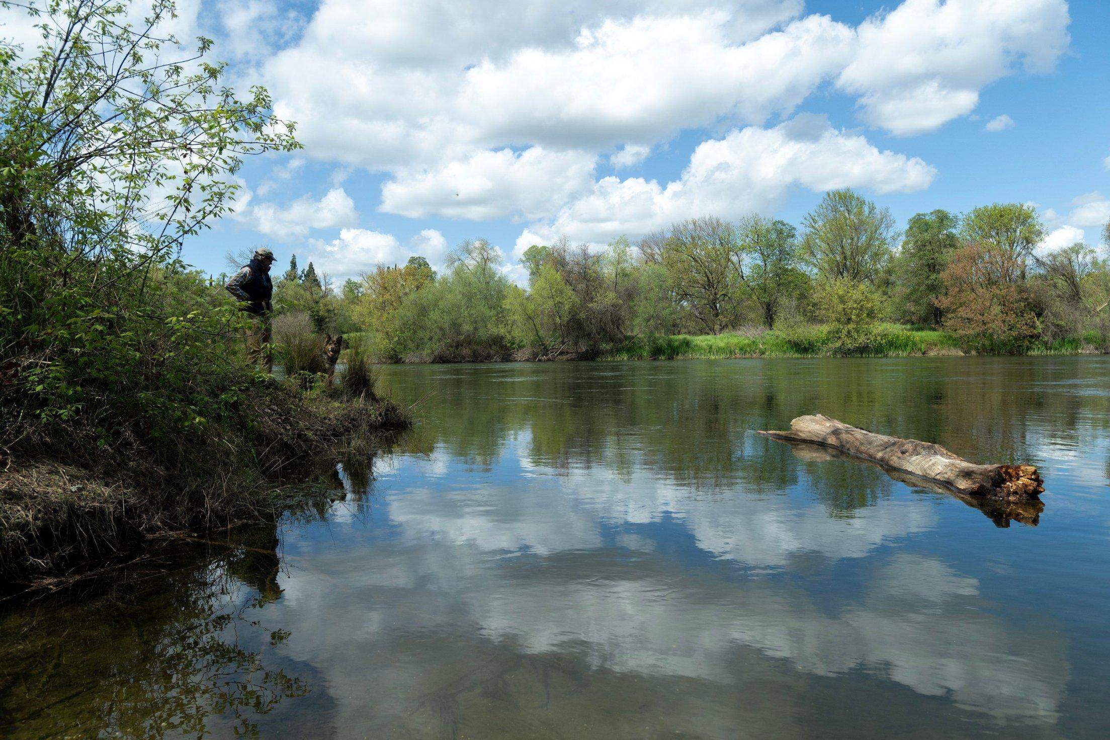 Federal judge could pause razing of trees on American River Parkway in ...