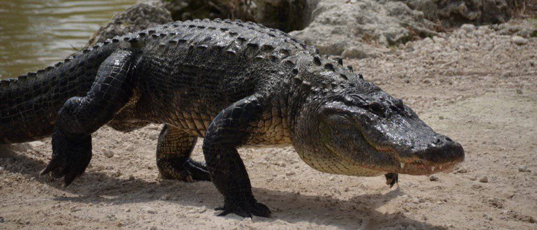 A Giant Alligator as Heavy as a Grand Piano Was Once Found in Alabama