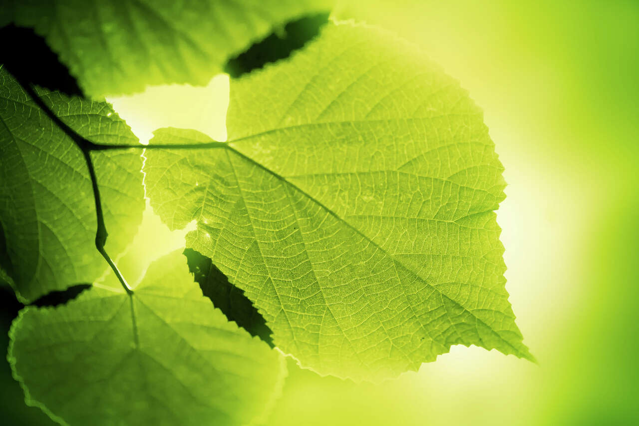 Photosynthesis: How our world is energized