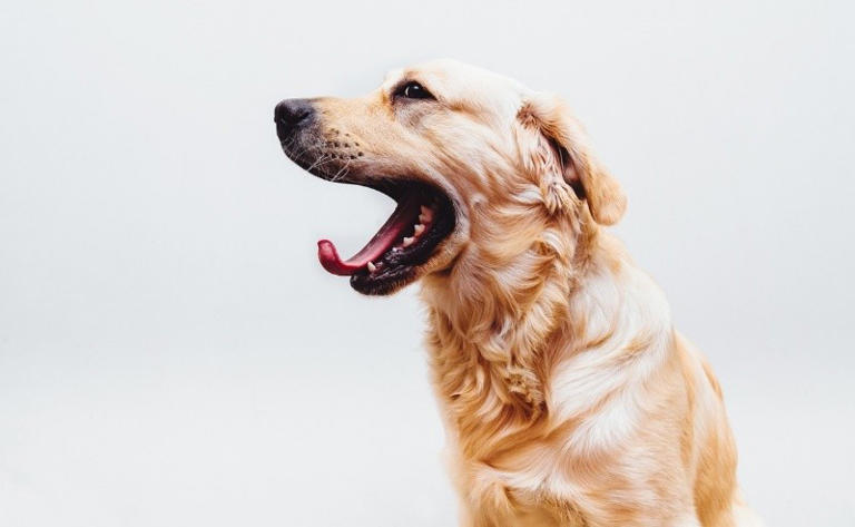 If your dog stares at you without blinking, here's what you should know