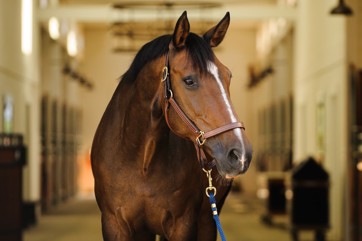 Horse Nicknamed 'Dennis the Menace' Won't Stop Teasing His Trainer ...
