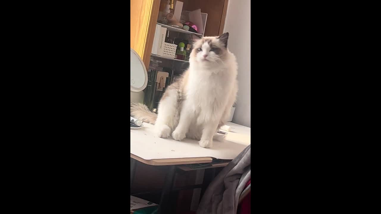 Cat puzzled by squeaky table sounds in Liaoning, China