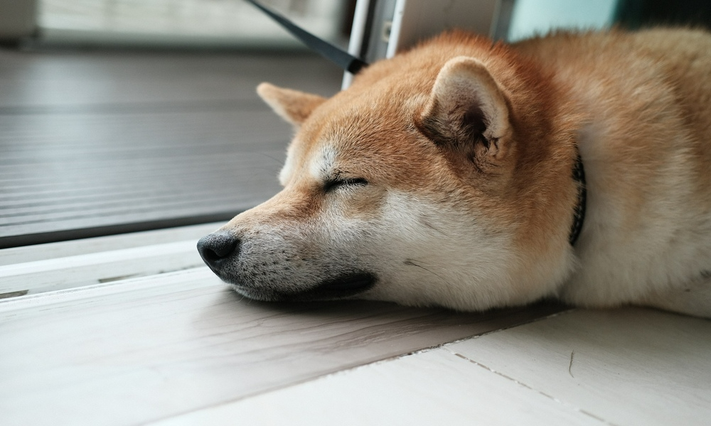 The Chillest Dog Breeds That Won’t Panic When You Leave the House