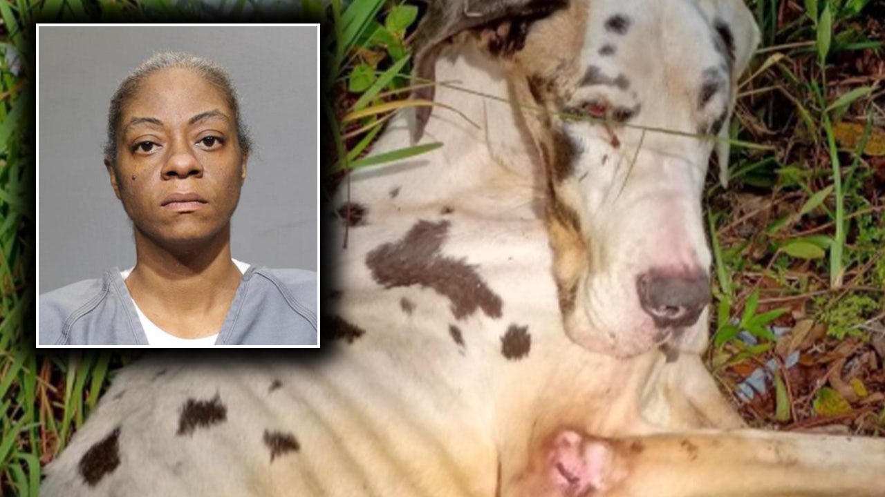 Florida woman arrested for abandoning 'severely neglected' Great Dane ...
