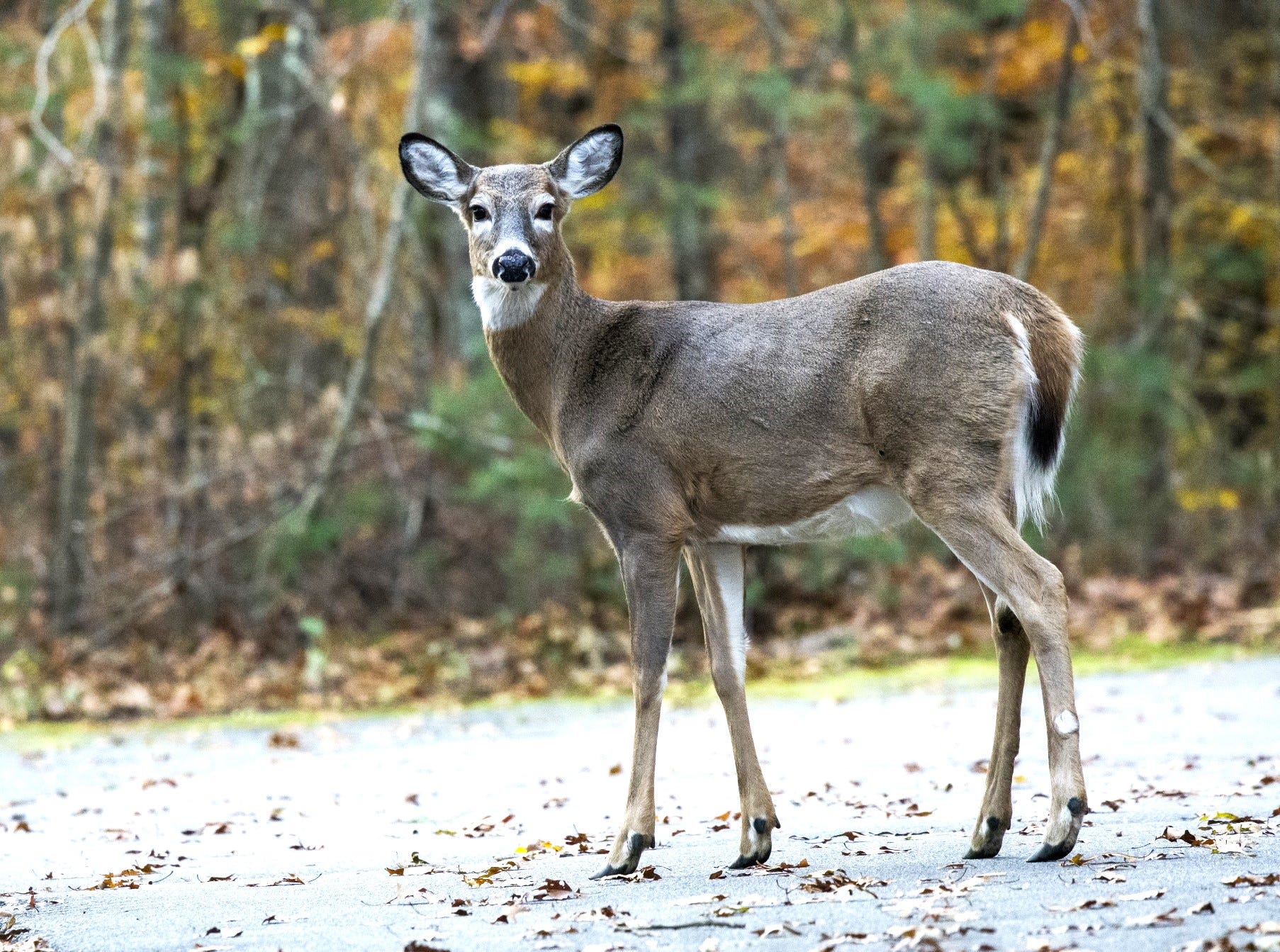 A Severed Deer Head Was Left On A Bristol Doorstep The Killer Is An