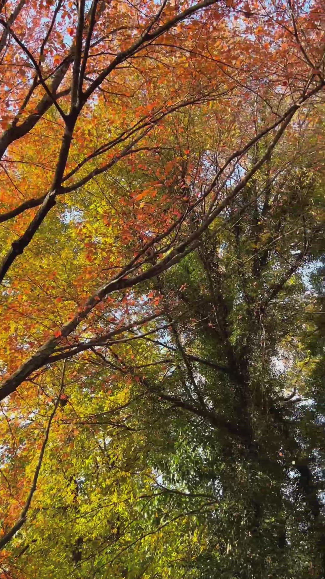 Charlotte's fall colors in November