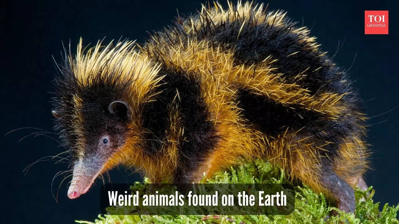 5 unusual and weird creatures in the world