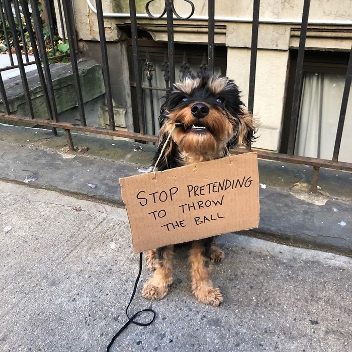 Dog Protests Annoying Everyday Things With Funny Signs (12 Pics)