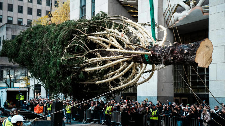 Rockefeller Center Christmas tree arrives in New York City to usher in ...