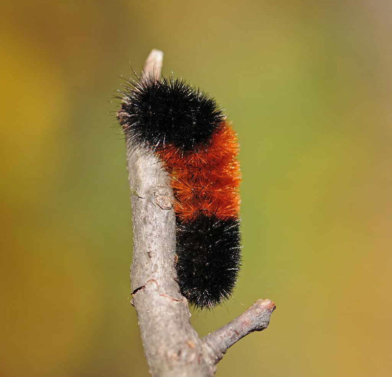 What is a Woolly Worm and Why Do People Trust Its Forecasting Skills?