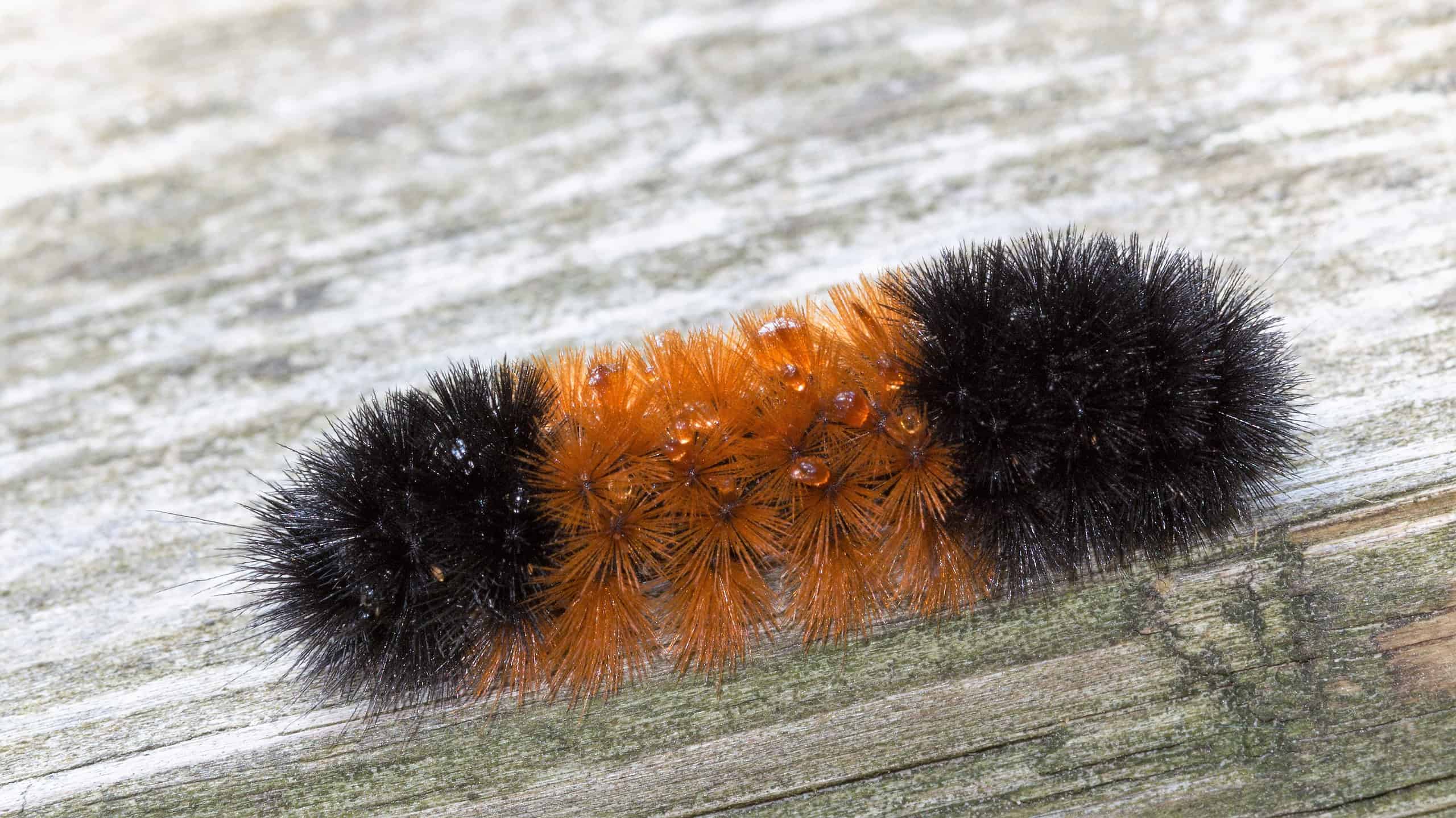 What is a Woolly Worm and Why Do People Trust Its Forecasting Skills?