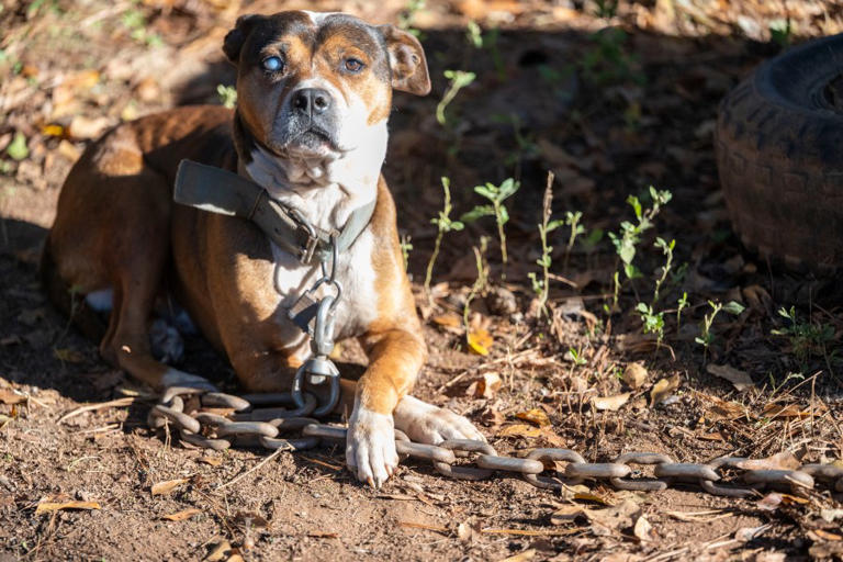 ‘Hurt and alone’: 47 dogs, puppies rescued from alleged dogfighting ...