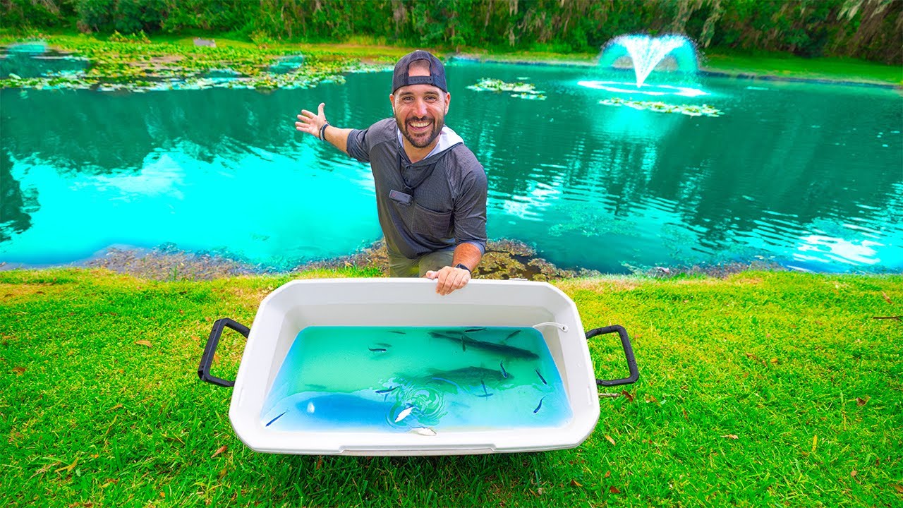 I stocked my pond with rare wild fish!