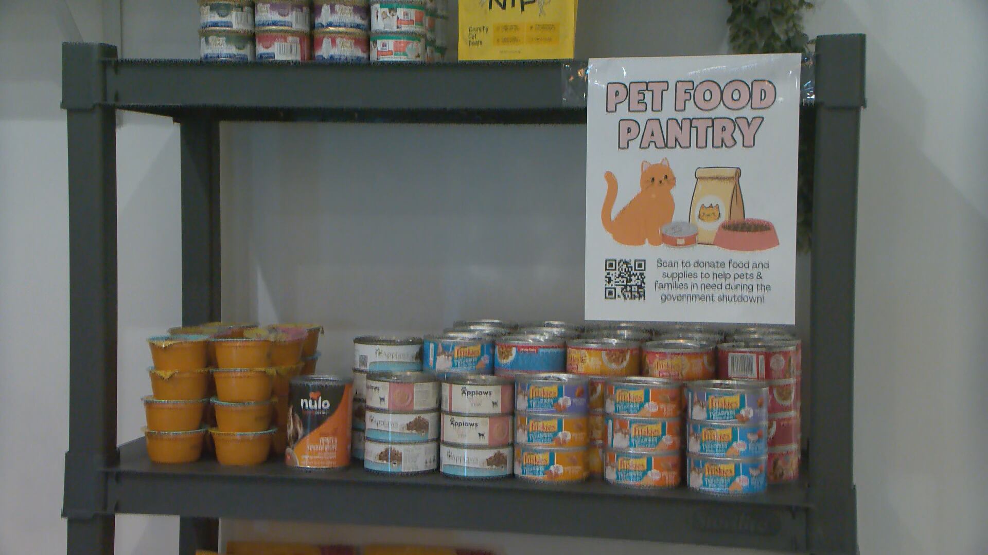 Savannah cat café launches pet food pantry as families struggle amid ...