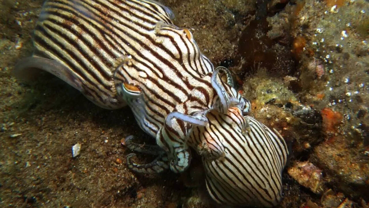 5 unusual and weird creatures in the world