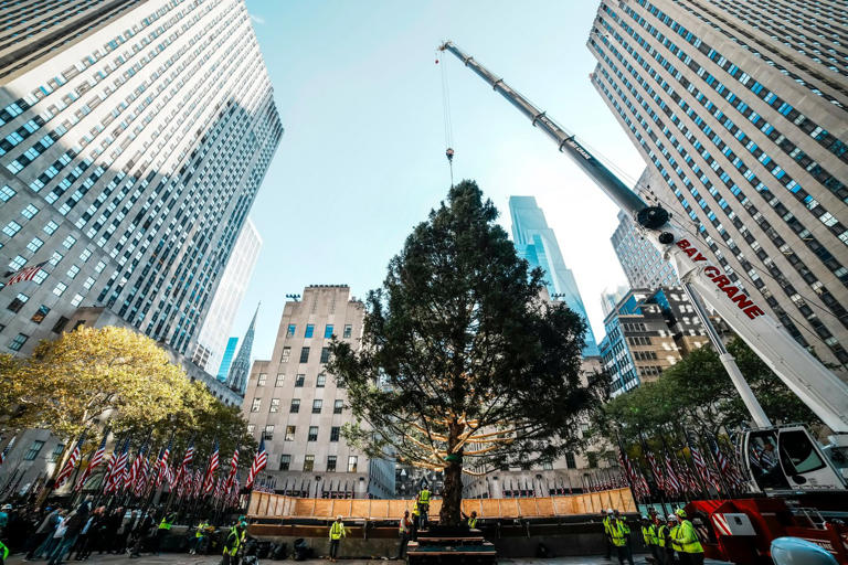 Rockefeller Center Christmas tree arrives in Manhattan, kicking off New ...