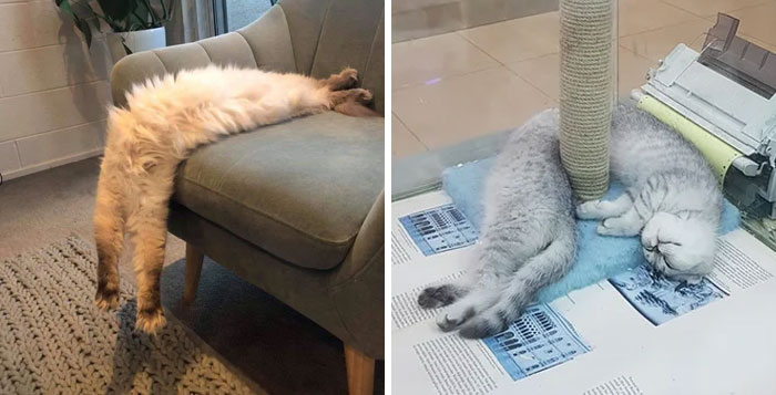 People Are Sharing Pics Of Their Long Cats That Seem To Stretch ‘Til ...