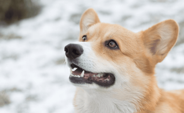 If your dog stares at you without blinking, here's what you should know