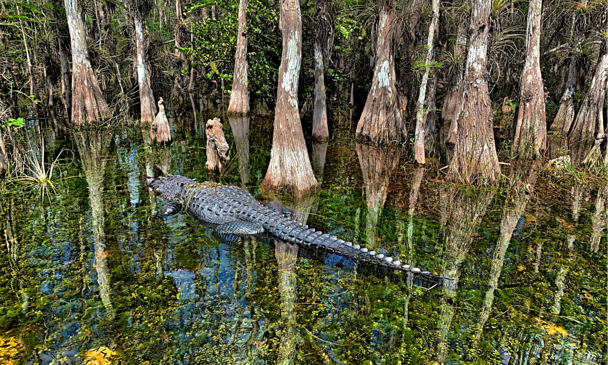 5 people battled this giant alligator before finally subduing it