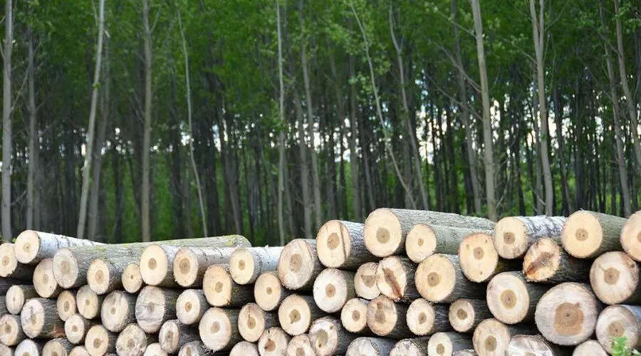 Rising Timber Smuggling Threatens Forests in Kamrup District