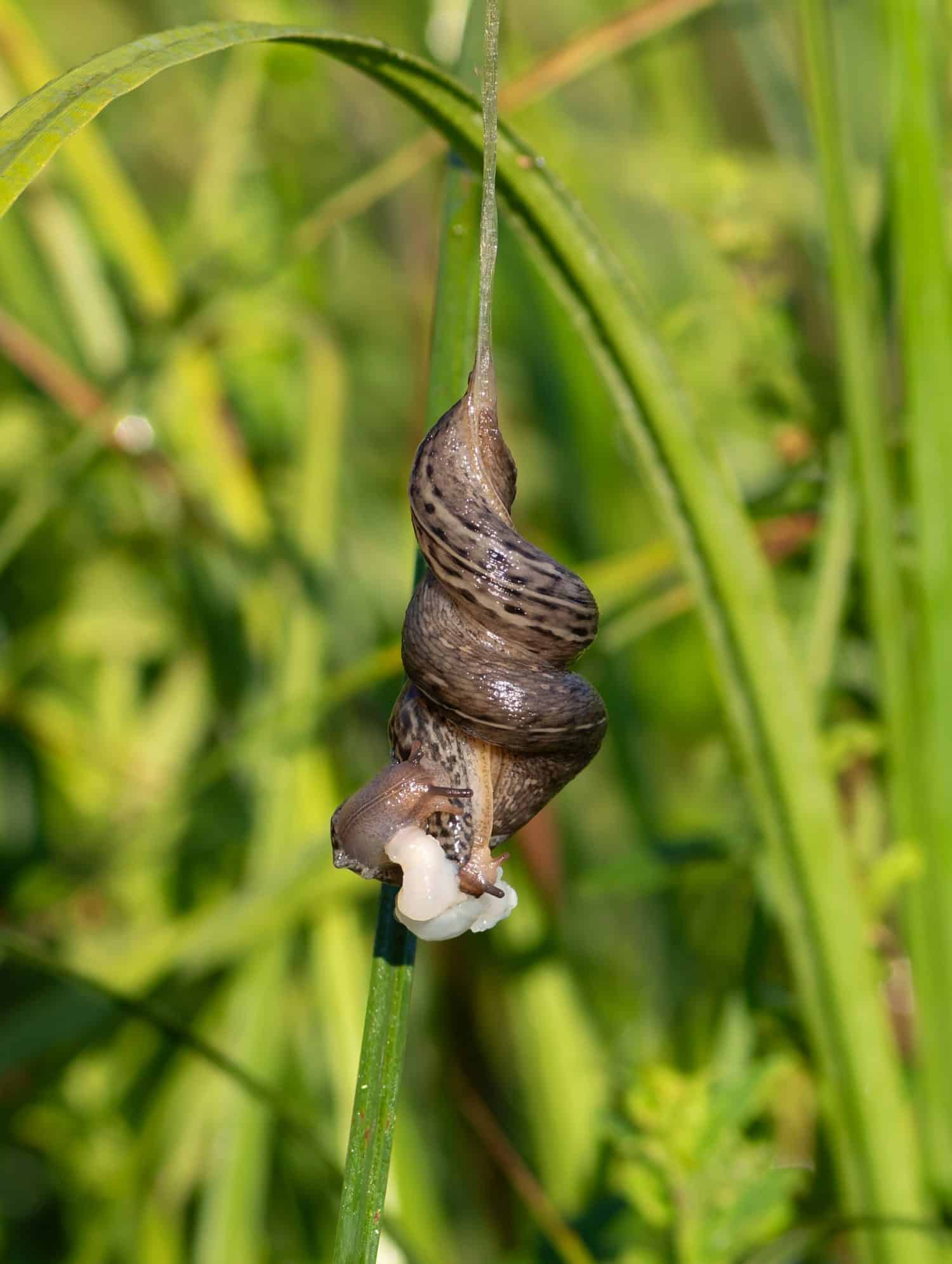 A Dance of Two Slugs: One of Nature’s Most Unique Mating Rituals