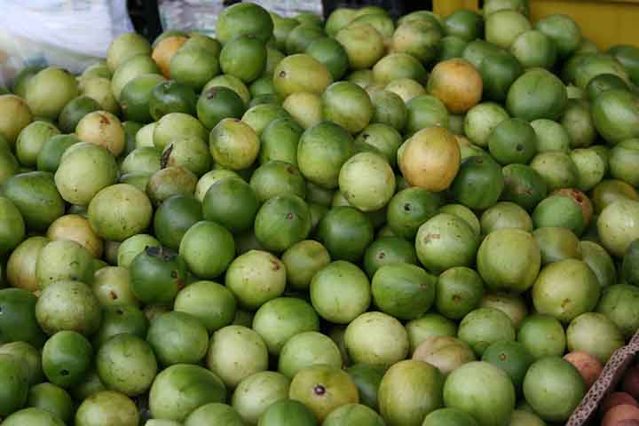 Umbu: fruto símbolo da Caatinga tem alto valor científico e nutricional