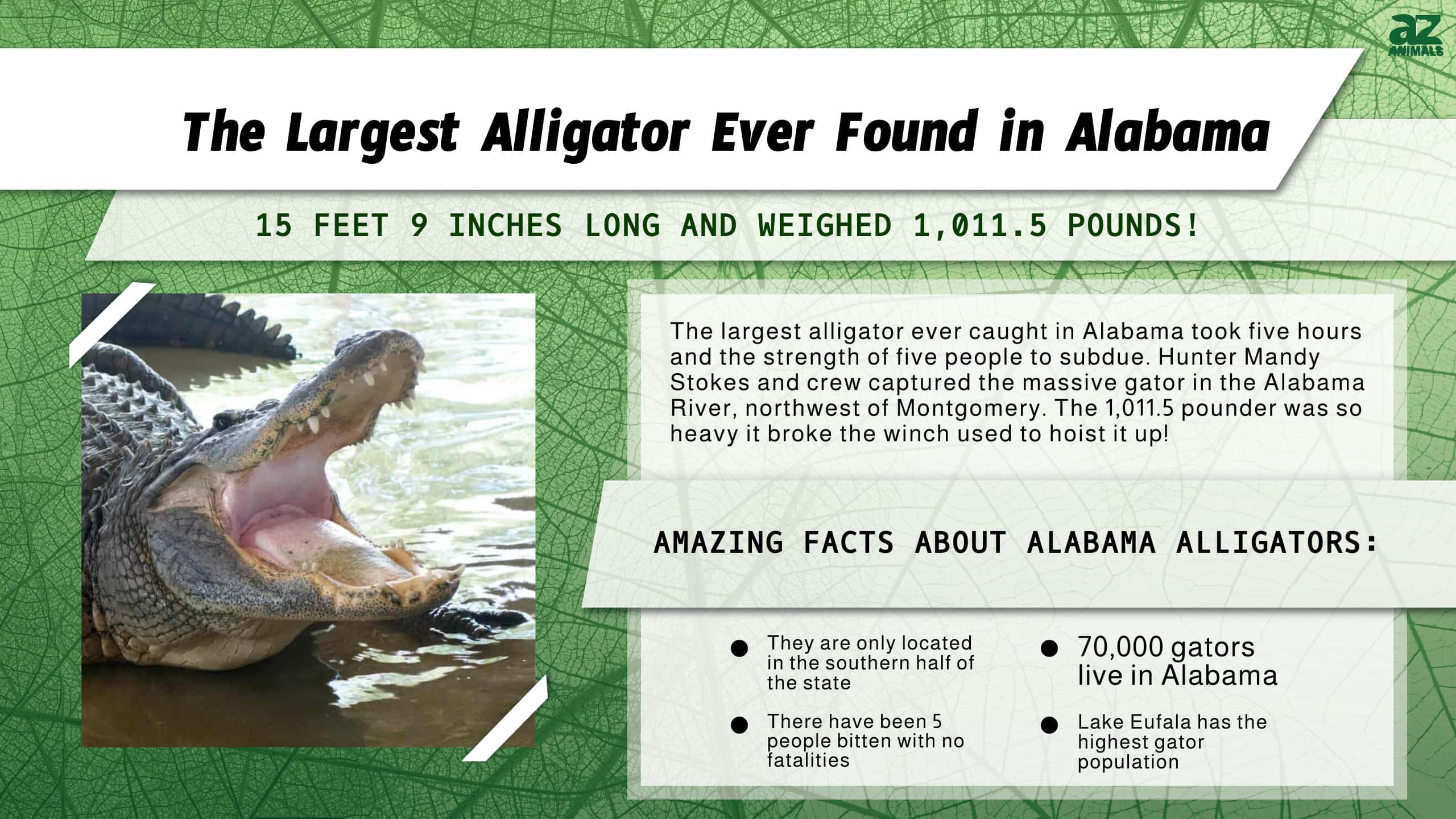 5 people battled this giant alligator before finally subduing it