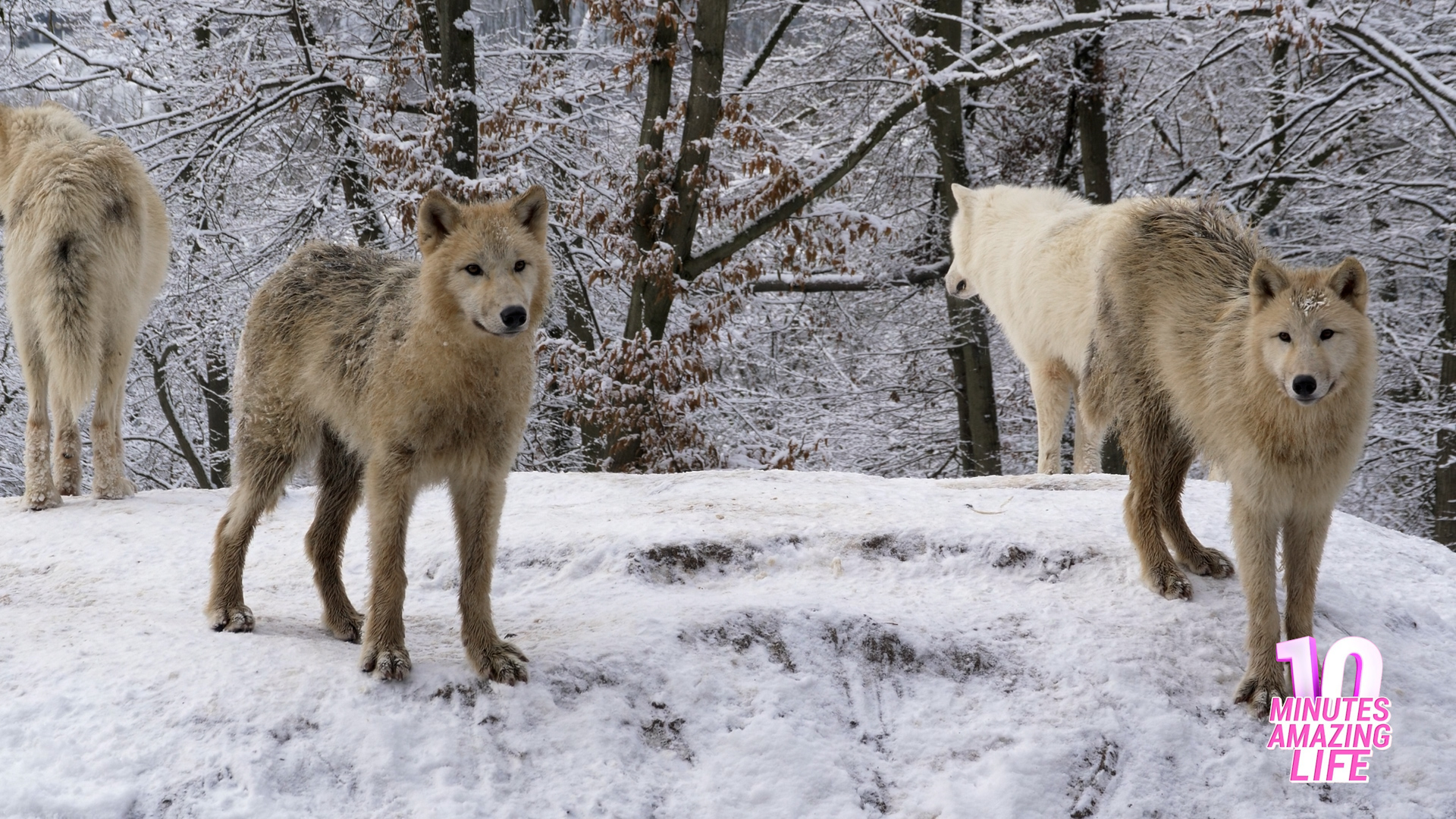 The Arctic Wolves – Life in the Snow