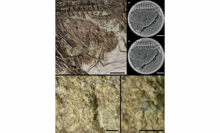 Sinopterus atavismus: The Pterosaur That Defied Expectations with a ...