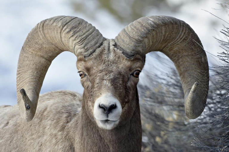 Colorado’s ultimate survivor: Why the bighorn sheep became the state symbol
