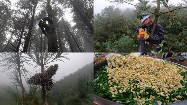 EBS1 '극한직업' 해발 1200m 하늘 아래 첫 수확 外
