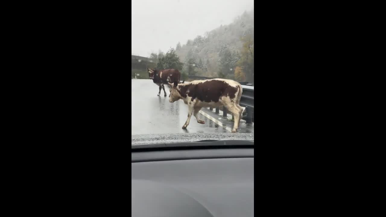 Cow struggles to jump over fence in Zhejiang Province, China