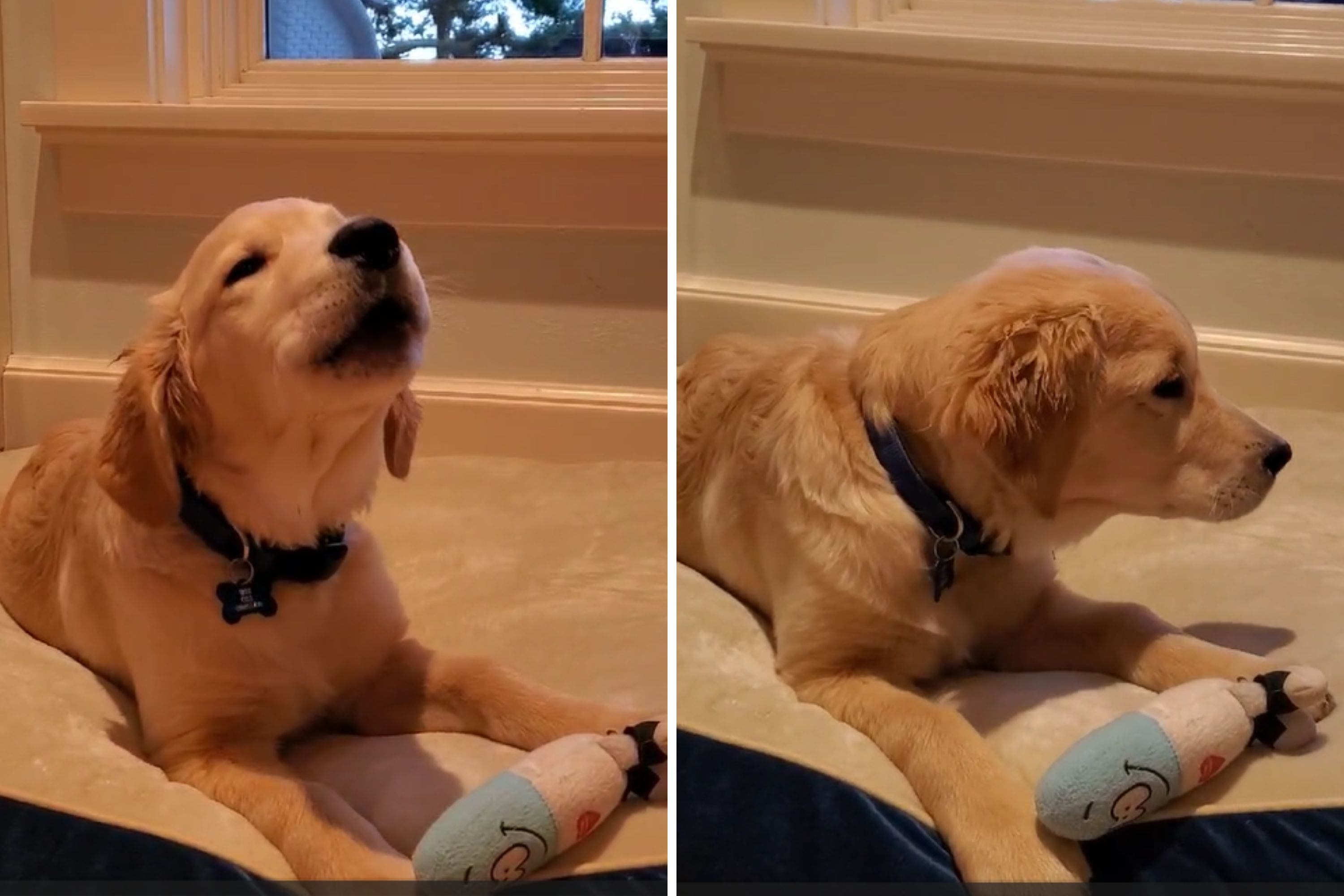 Dog mimics kid's toy sounds with howling in hilarious video