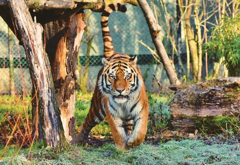 Animals That Even Bears Fear In The Wild