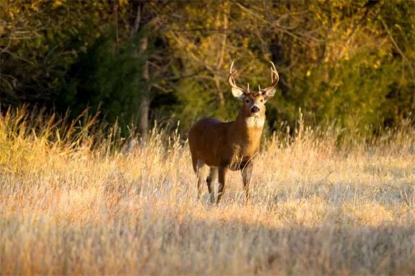 Arkansas’ modern gun deer season opens Nov. 8